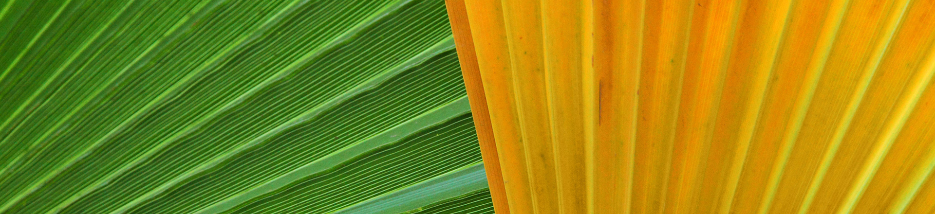 Fidelity and Evaluation - Center of Excellence for Behavioral Health (CEBH)